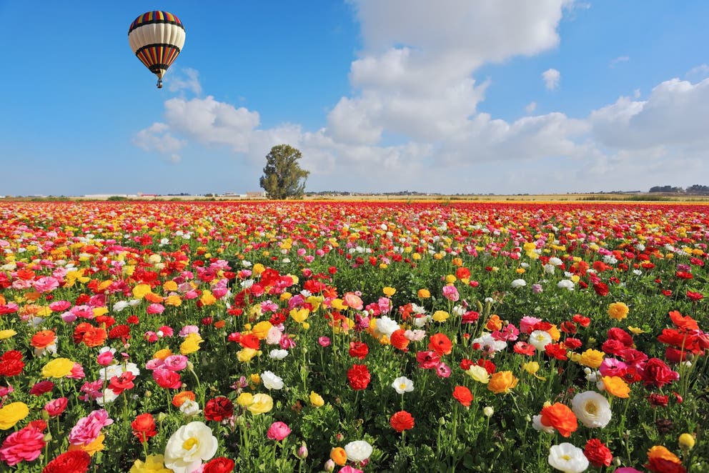 Spring in Israel stock image. Image of rural, yellow - 24821133