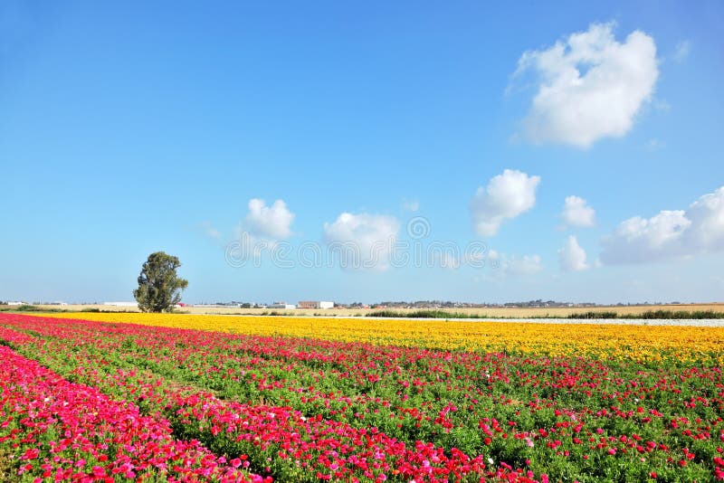 Spring in Israel stock photo. Image of meadow, ranunculus - 28602072