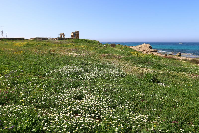Spring in Israel stock photo. Image of appeared, rest - 89677718