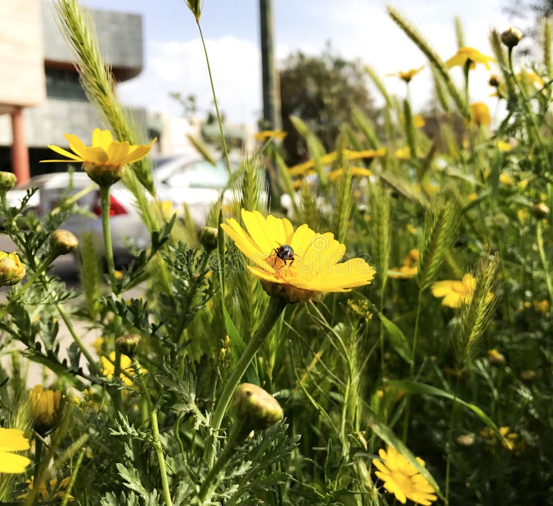 Spring in Israel stock photo. Image of desert, green - 90700318
