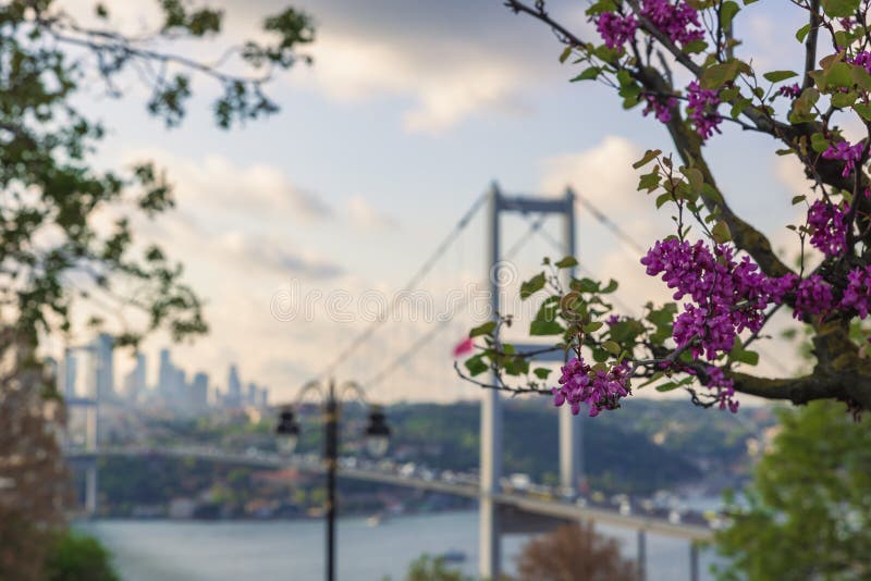 Spring in Istanbul. Judas Tree or Erguvan with Cityscape of Istanbul ...