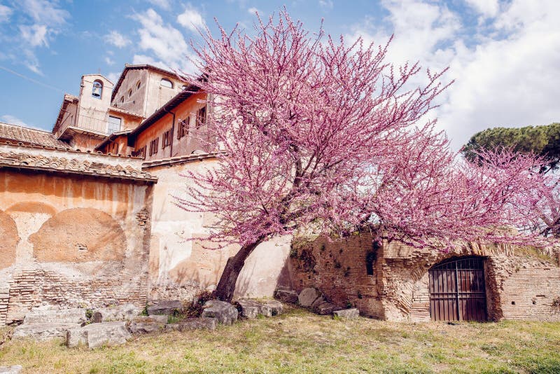 Spring in Italy Rome. Pink Petals Flowering Trees in Sunlight Stock ...