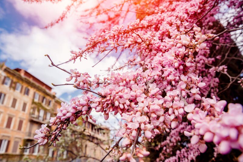 Spring in Italy Rome. Pink Petals Flowering Trees in Sunlight Stock ...
