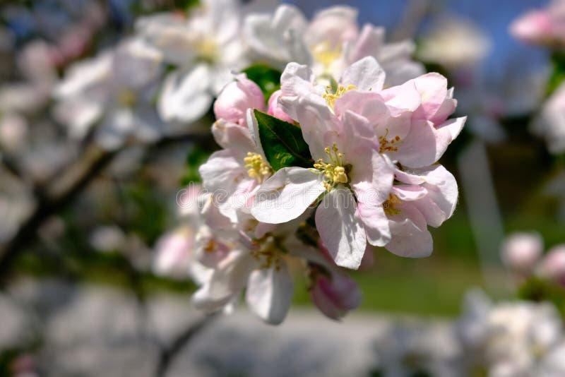 Greetings from Spring stock photo. Image of card, blooming - 181208742