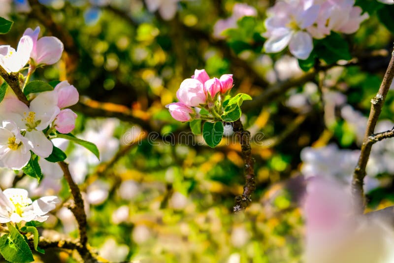 Greetings from Spring stock photo. Image of bloom, background - 181208820