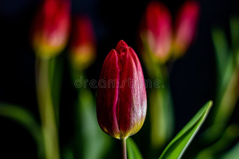 Spring is on its way stock photo. Image of plant, pink - 242552924