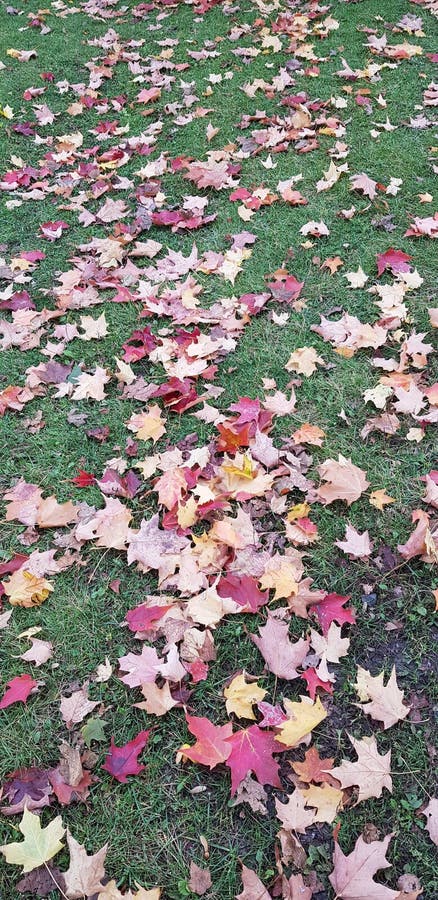 Spring is on Its Way! stock image. Image of leaves, spring - 212757993