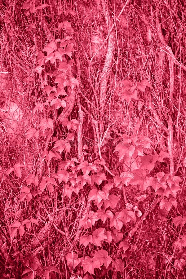 Spring Ivy on the Wall, Toned in Pink Stock Photo - Image of concrete ...