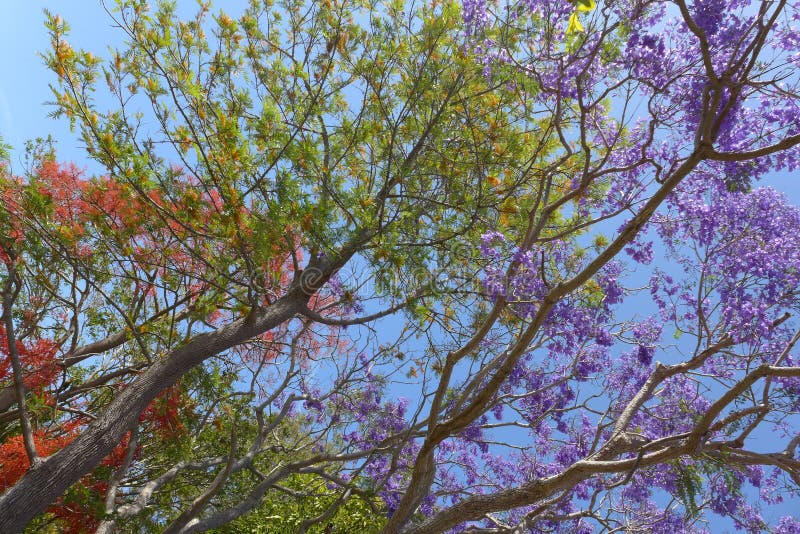 Spring Jacaranda stock image. Image of colors, season - 46624847