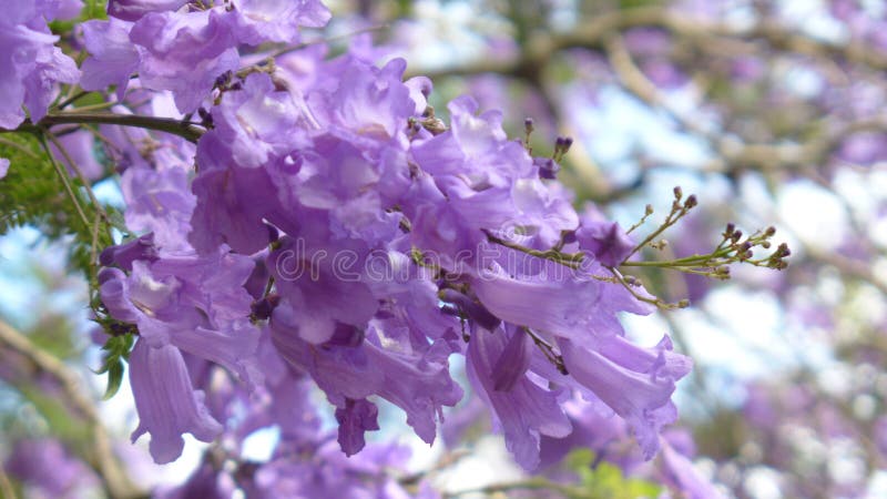 Spring Jacaranda stock image. Image of purple, spring - 46669923
