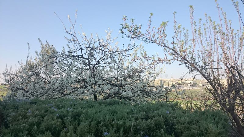 Spring in Jordan stock photo. Image of season, holyland - 71046736