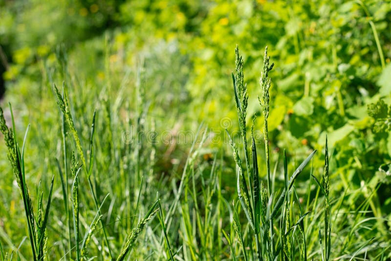Spring Juicy Grass in the Sun. Motley Grass Stock Photo - Image of ...