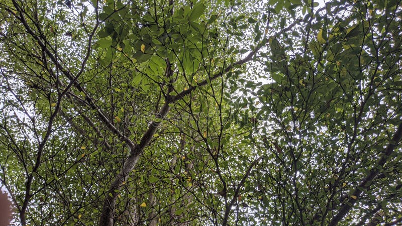 Spring in july stock image. Image of shrub, produce - 251812635