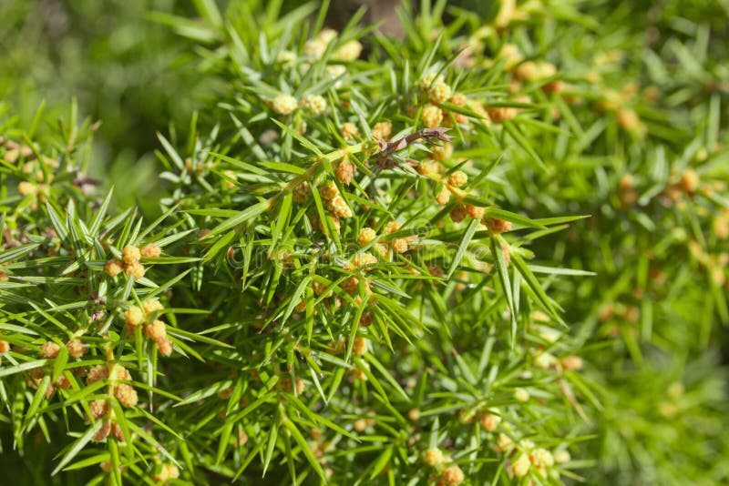 Spring juniper stock image. Image of fragrant, season - 24710933