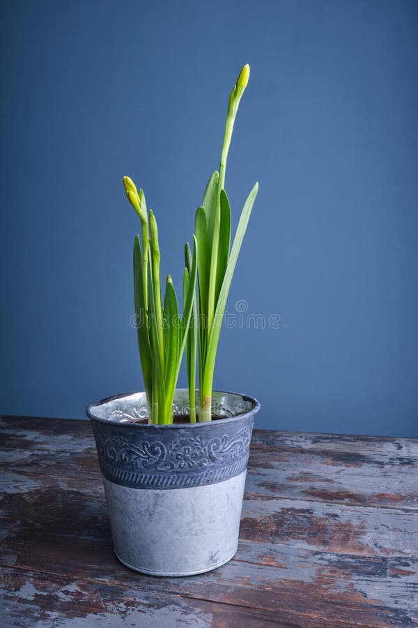 Spring Just Opening Buds of Yellow Daffodils in a Beautiful Tin Pot ...
