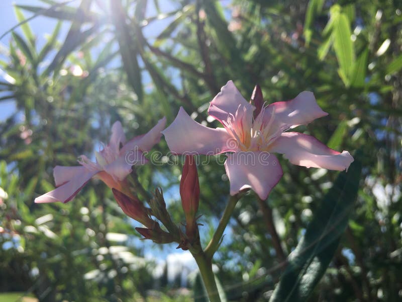 Spring on Kauai Island, Hawaii. Stock Image - Image of flowers, lizard ...