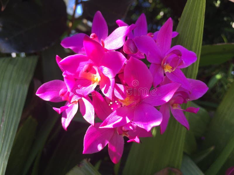 Spring on Kauai Island, Hawaii. Stock Image - Image of sunshine ...
