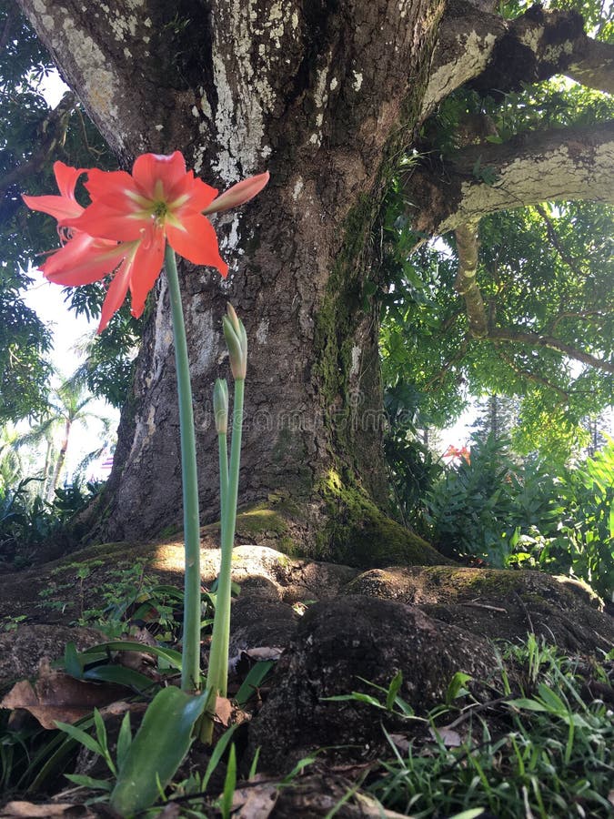 Spring on Kauai Island, Hawaii. Stock Photo - Image of sunshine ...