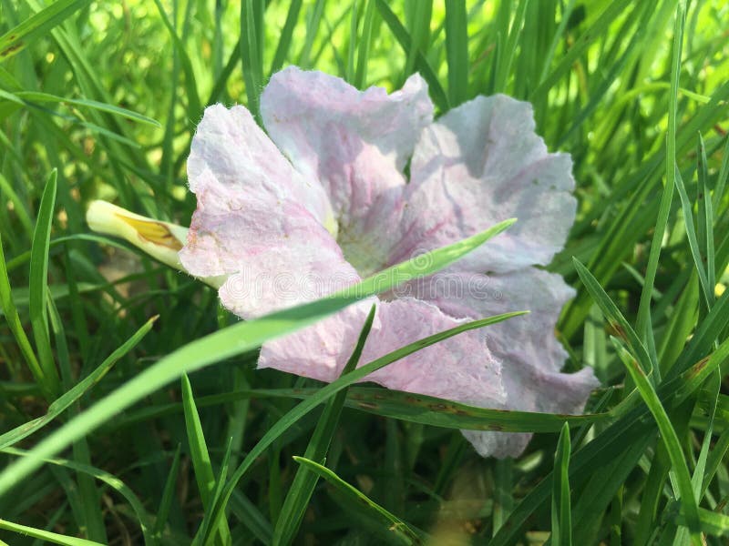 Spring on Kauai Island, Hawaii. Stock Photo - Image of trees, sunny ...