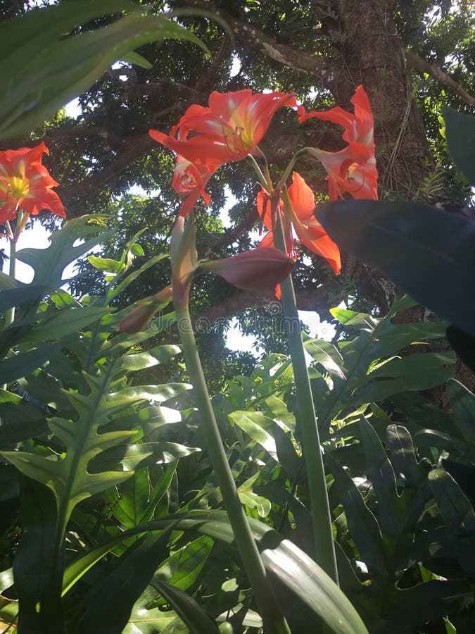 Spring on Kauai Island, Hawaii. Stock Photo - Image of flowers ...