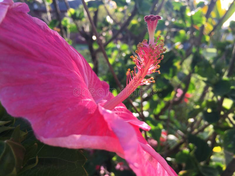 Spring on Kauai Island, Hawaii. Stock Photo - Image of mountains, trees ...