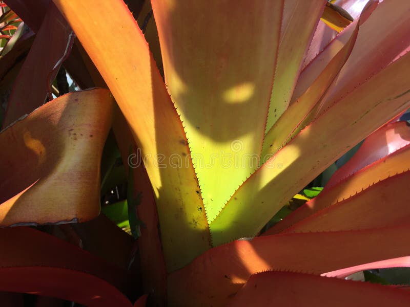 Spring on Kauai Island, Hawaii. Stock Photo - Image of islands, lizards ...
