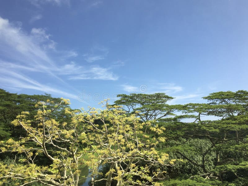 Spring on Kauai Island, Hawaii. Stock Image - Image of pacific, kauai ...