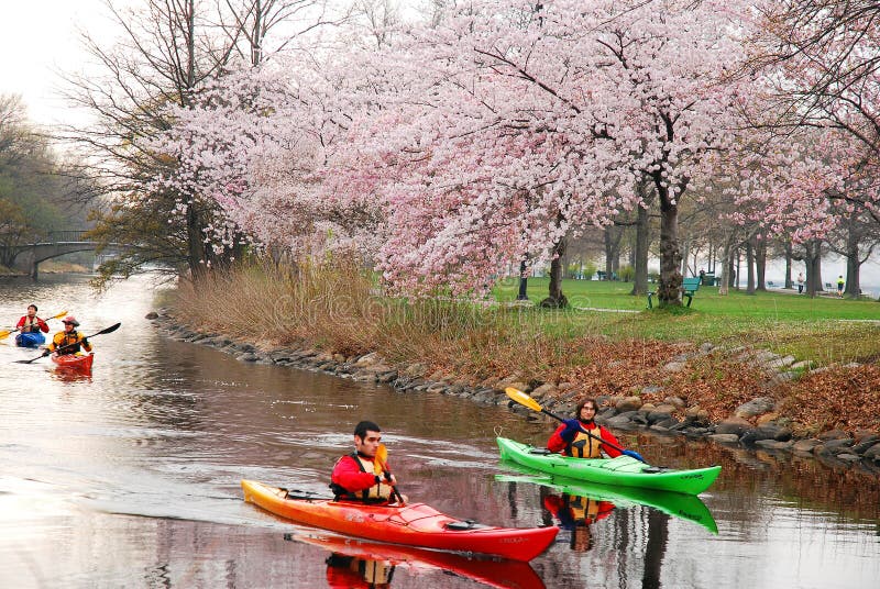 Spring Kayaking in Boston`s Esplanade Editorial Stock Image - Image of ...