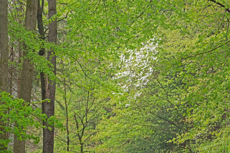 10,397 Michigan Forest Stock Photos - Free & Royalty-Free Stock Photos ...