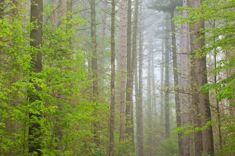 Spring, Kellogg Forest in Fog Stock Image - Image of beauty, serene ...