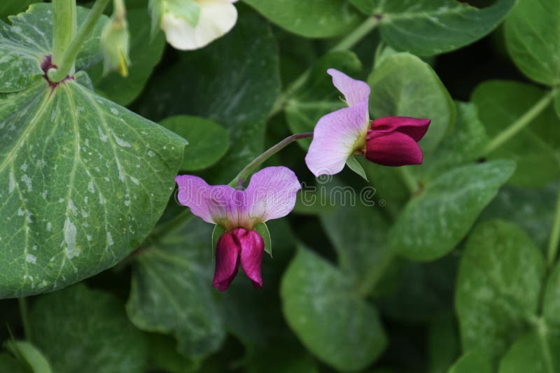 Pea flowers stock photo. Image of flower, green, home - 113269332