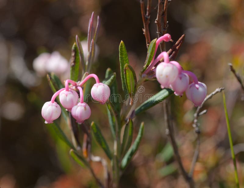 Spring Labrador tea stock photo. Image of nature, flower - 19426000