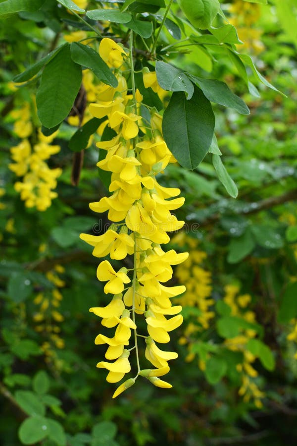 In Spring, Laburnum Blooms in Nature Stock Image - Image of laburnum ...