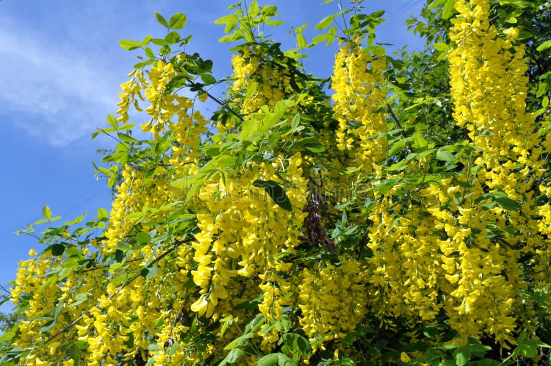 In Spring, Laburnum Blooms in Nature Stock Photo - Image of botany ...