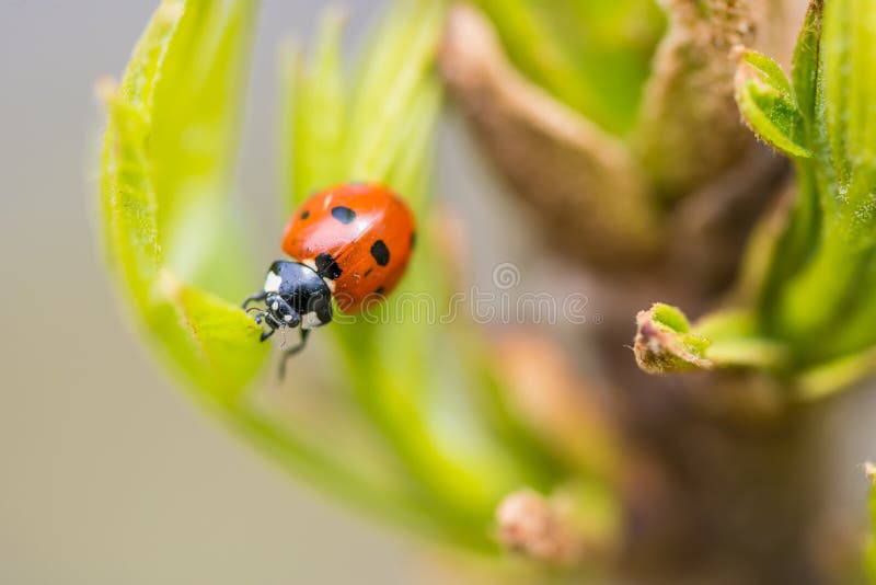 Spring Ladybug stock photo. Image of outdoor, dots, foliage - 39913958