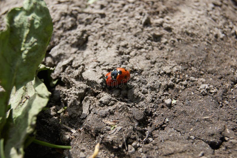 Spring. Ladybugs Woke Up and Rejoice in the Spring Warmth and Sun ...