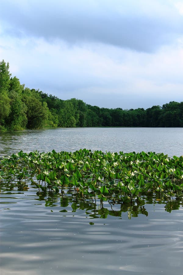 Spring Lake stock image. Image of spring, ripples, reflections - 28070653