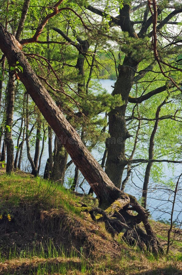Spring lake coast stock photo. Image of cone, green, rows - 14300824