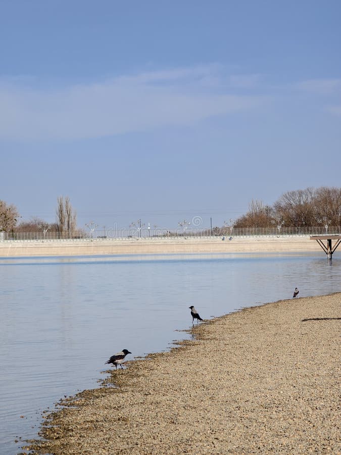 Spring lake ravens stock image. Image of shore, water - 369312403