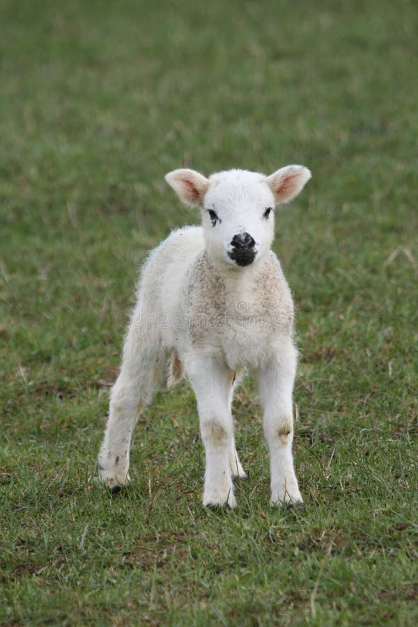 Spring Lamb stock image. Image of baby, natural, lamb - 13192311