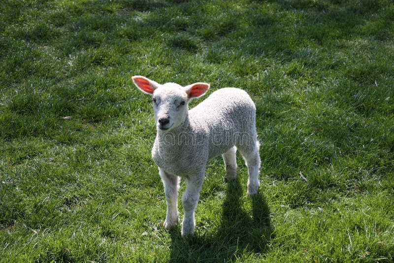 Cow and calf stock image. Image of happy, calf, head - 26729457