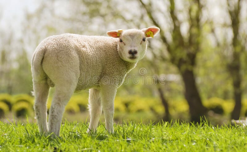 Spring lamb stock image. Image of outside, sheep, mammal - 13539229