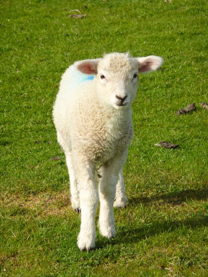 Spring Lamb stock image. Image of livestock, grazing - 15608651