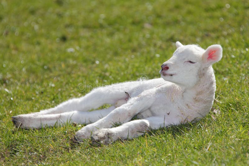 White lamb stock photo. Image of lamb, cute, field, sheep - 18898550