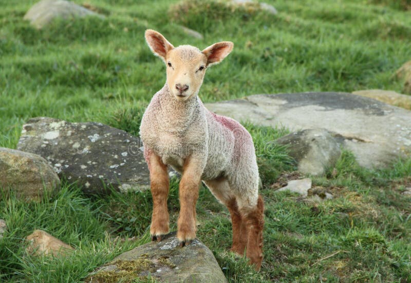 Spring Lamb stock image. Image of wool, pasture, sheep - 19162617