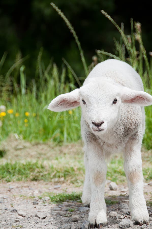Spring lamb stock photo. Image of sheep, countryside - 22067766