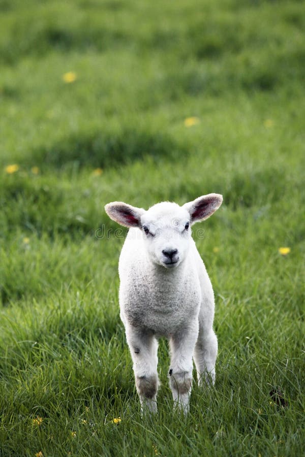 Spring Lamb stock photo. Image of grass, wool, sheep - 22554468