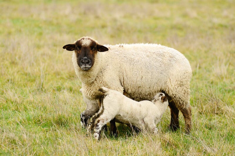 Spring Lamb stock image. Image of farm, animal, young - 23565345