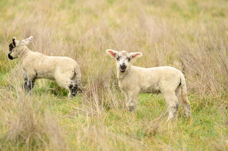 Spring Lamb stock image. Image of field, meat, spring - 23565375