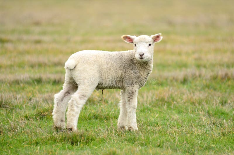 Spring Lamb stock photo. Image of young, ranch, lamb - 23565390